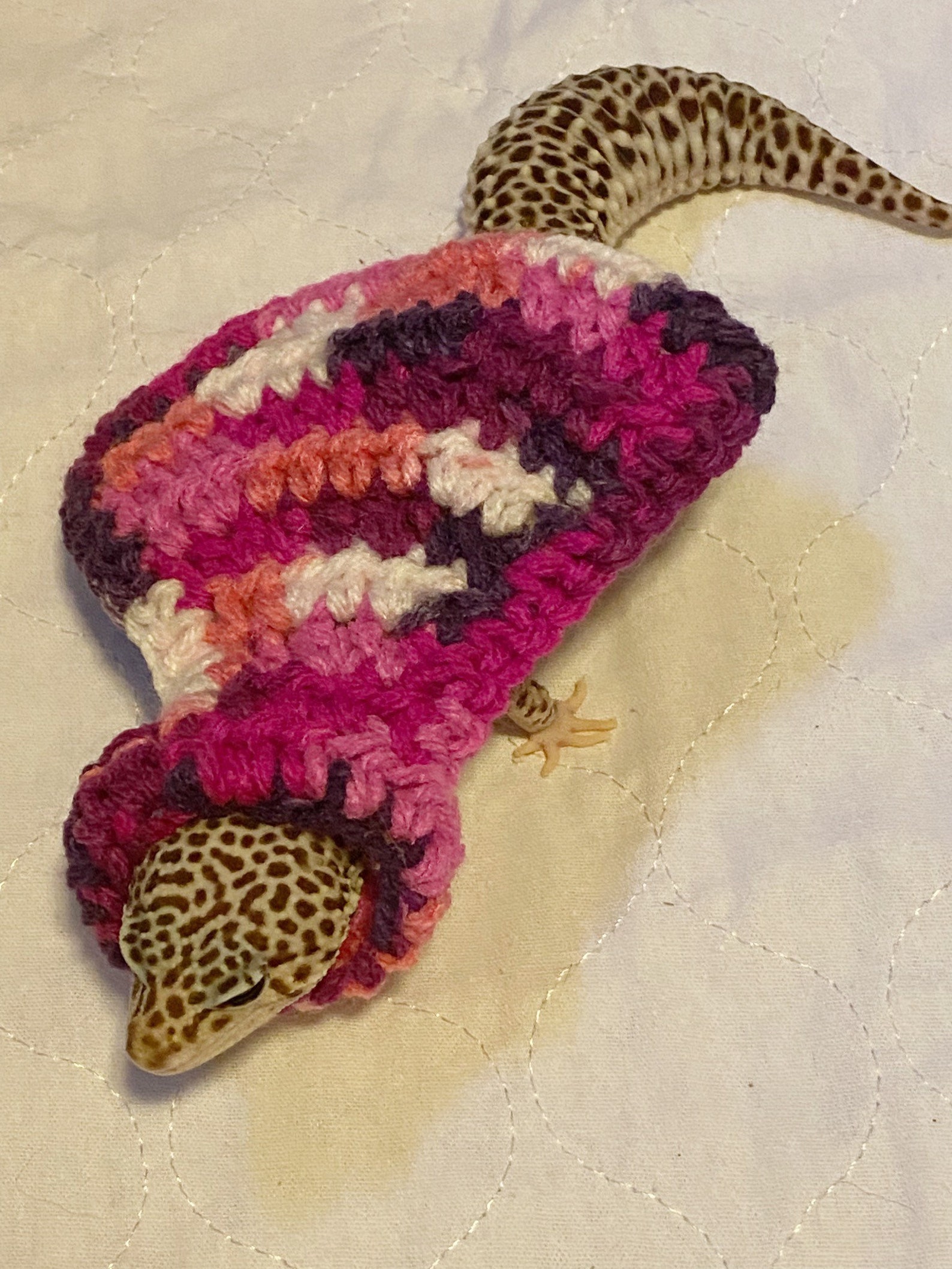 Berry Gecko Costume | Gecko Cape | Crocheted | Pet Costume - Etsy