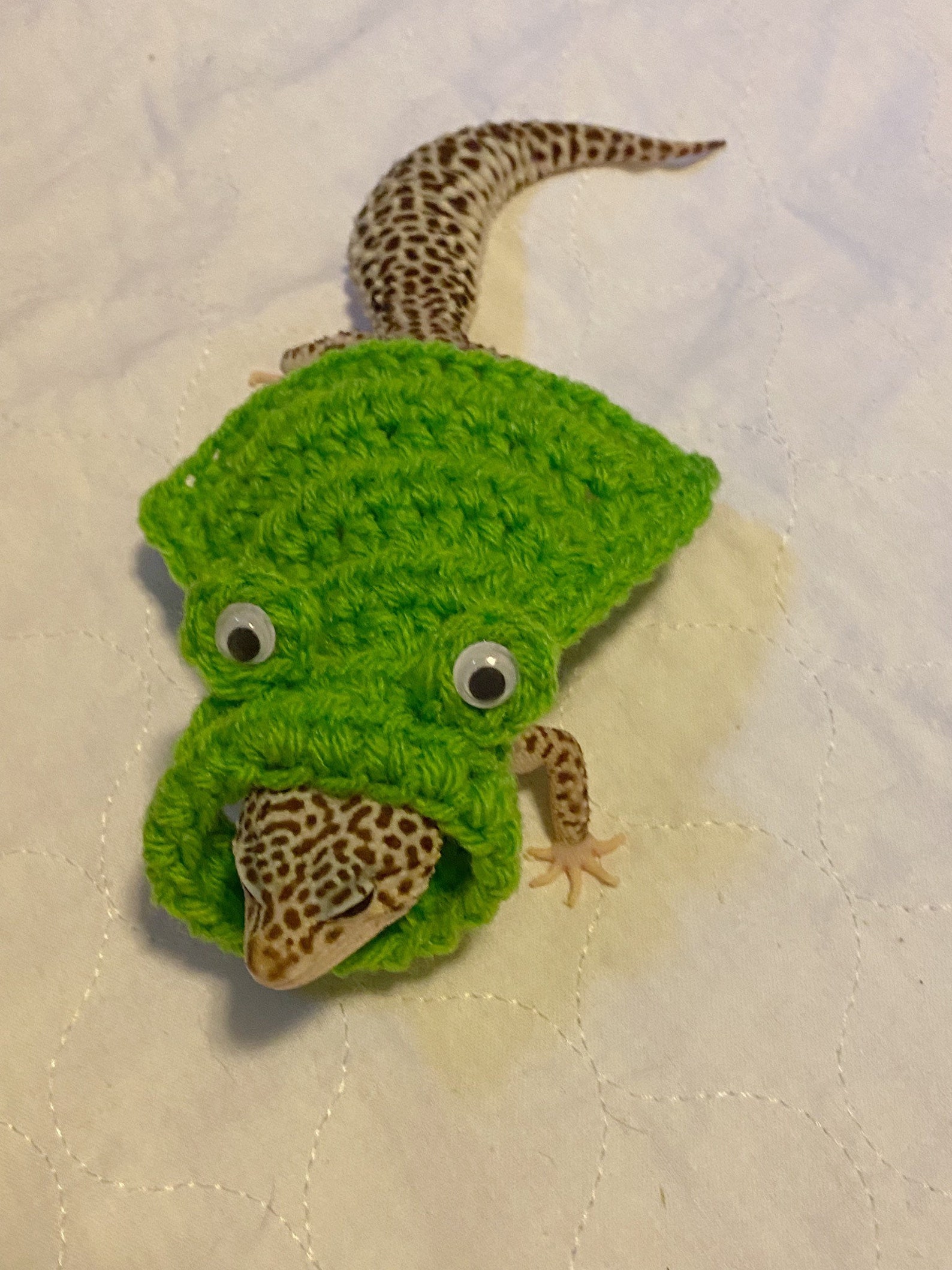 Frog Gecko Costume | Gecko Cape | Crocheted | Pet Costume - Etsy