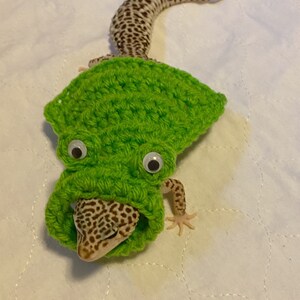 Frog Gecko Costume | Gecko Cape | Crocheted | Pet Costume - Etsy