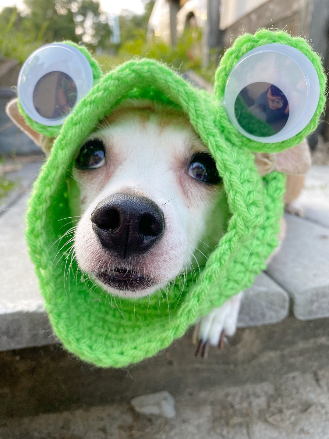 Crochet Frog Snood for Dogs or Cats | Pet Halloween Costume - Etsy
