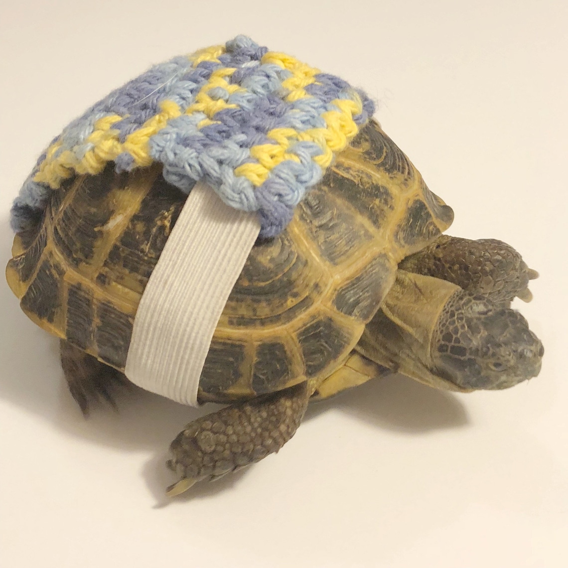 Teal White and Orange Tortoise Diaper - Etsy