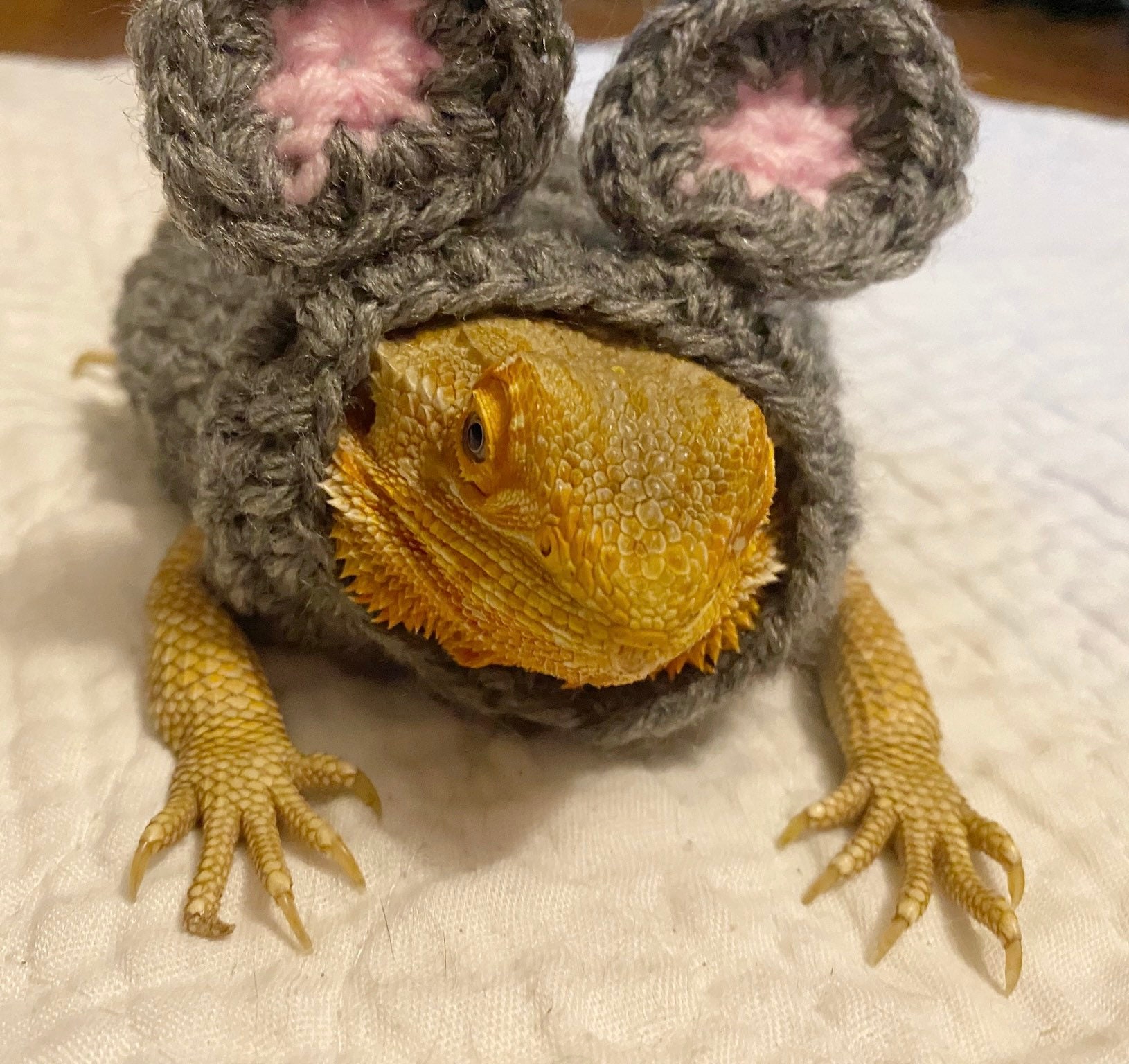 Crocheted Adult Mouse Bearded Dragon Costume Bearded Dragon - Etsy