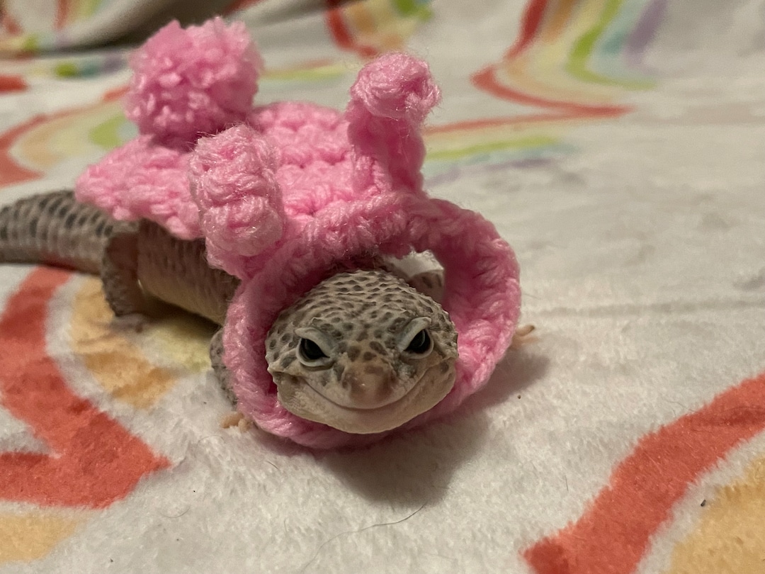Bunny Gecko Costume | Gecko Cape | Crocheted | Pet Costume - Etsy