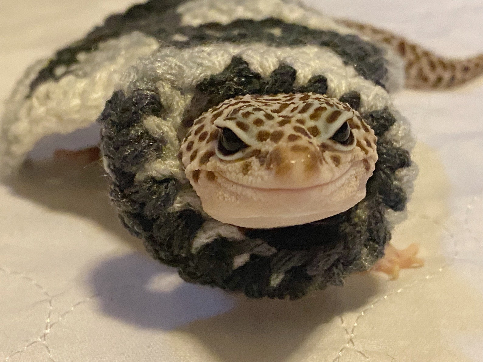 Zebra Gecko Costume Gecko Cape Crocheted Pet Costume - Etsy