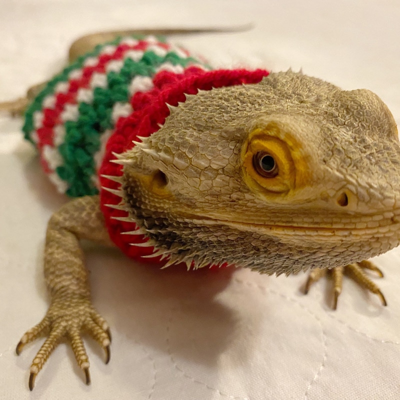 Bearded Dragon Sweater - Etsy