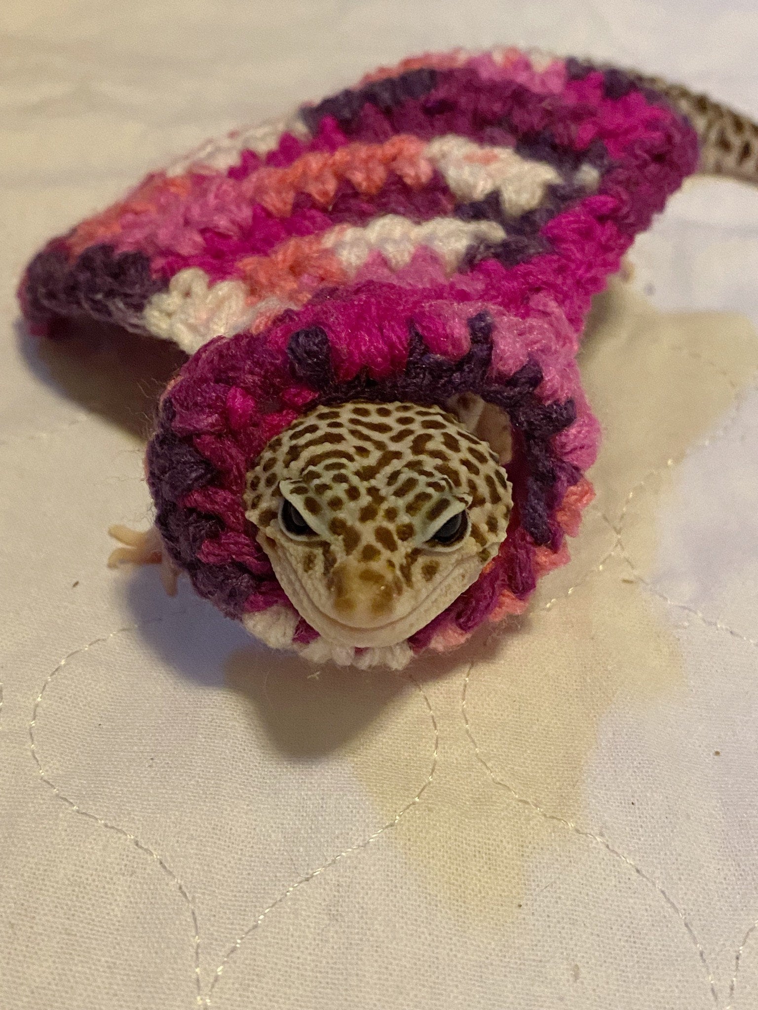 Berry Gecko Costume | Gecko Cape | Crocheted | Pet Costume - Etsy