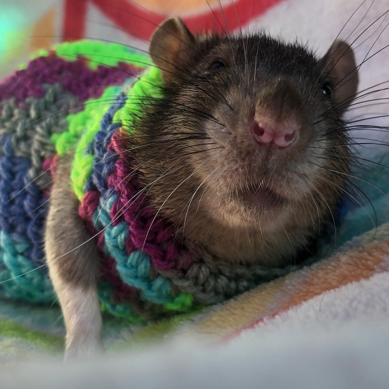 Crocheted Rat Sweater Rat Sweater Rat Clothing - Etsy