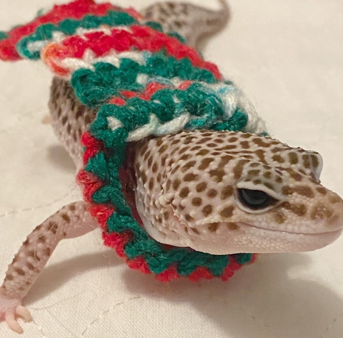 Christmas Gecko Costume | Gecko Cape | Crocheted | Pet Costume - Etsy