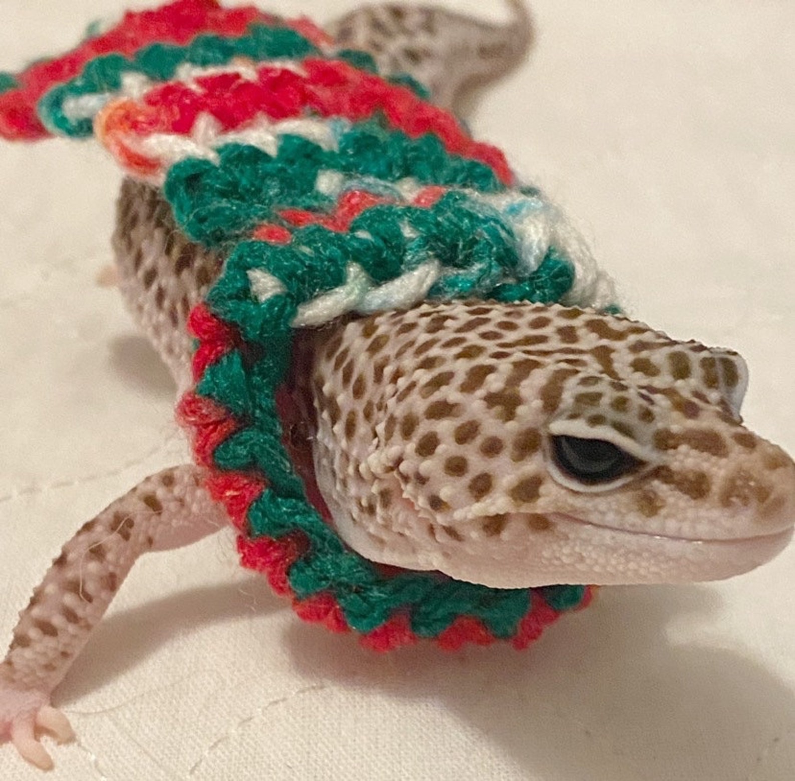 Christmas Gecko Costume | Gecko Cape | Crocheted | Pet Costume - Etsy