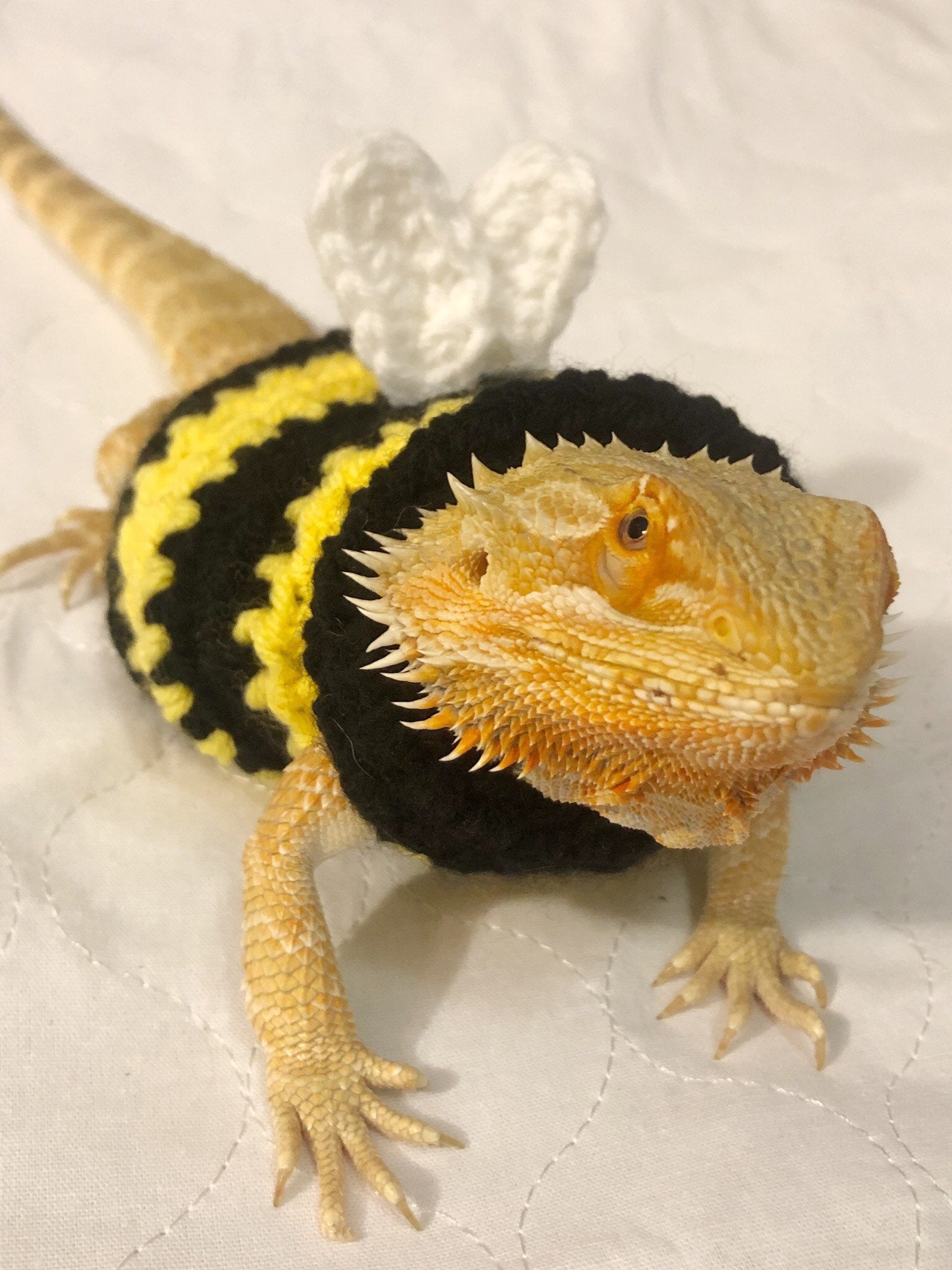 Bearded Dragon Costumes