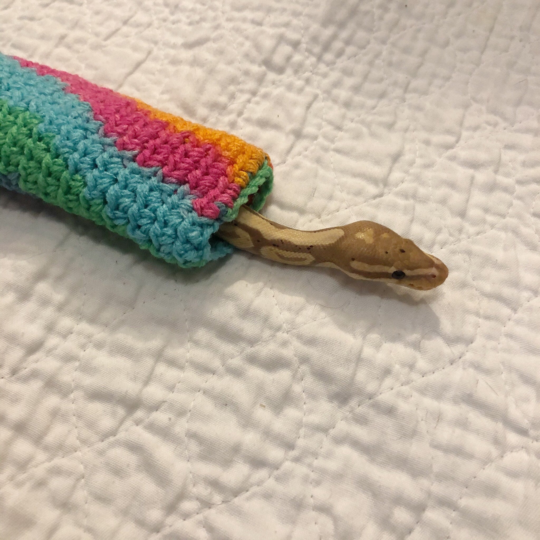 Snakes Wearing Sweaters