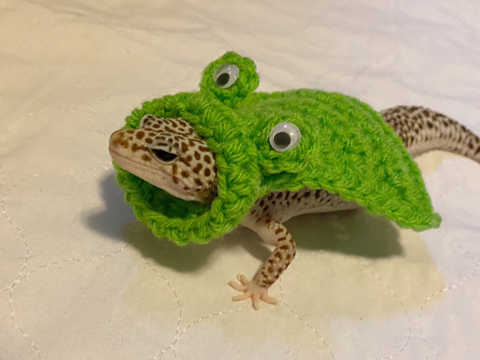 Frog Gecko Costume | Gecko Cape | Crocheted | Pet Costume - Etsy