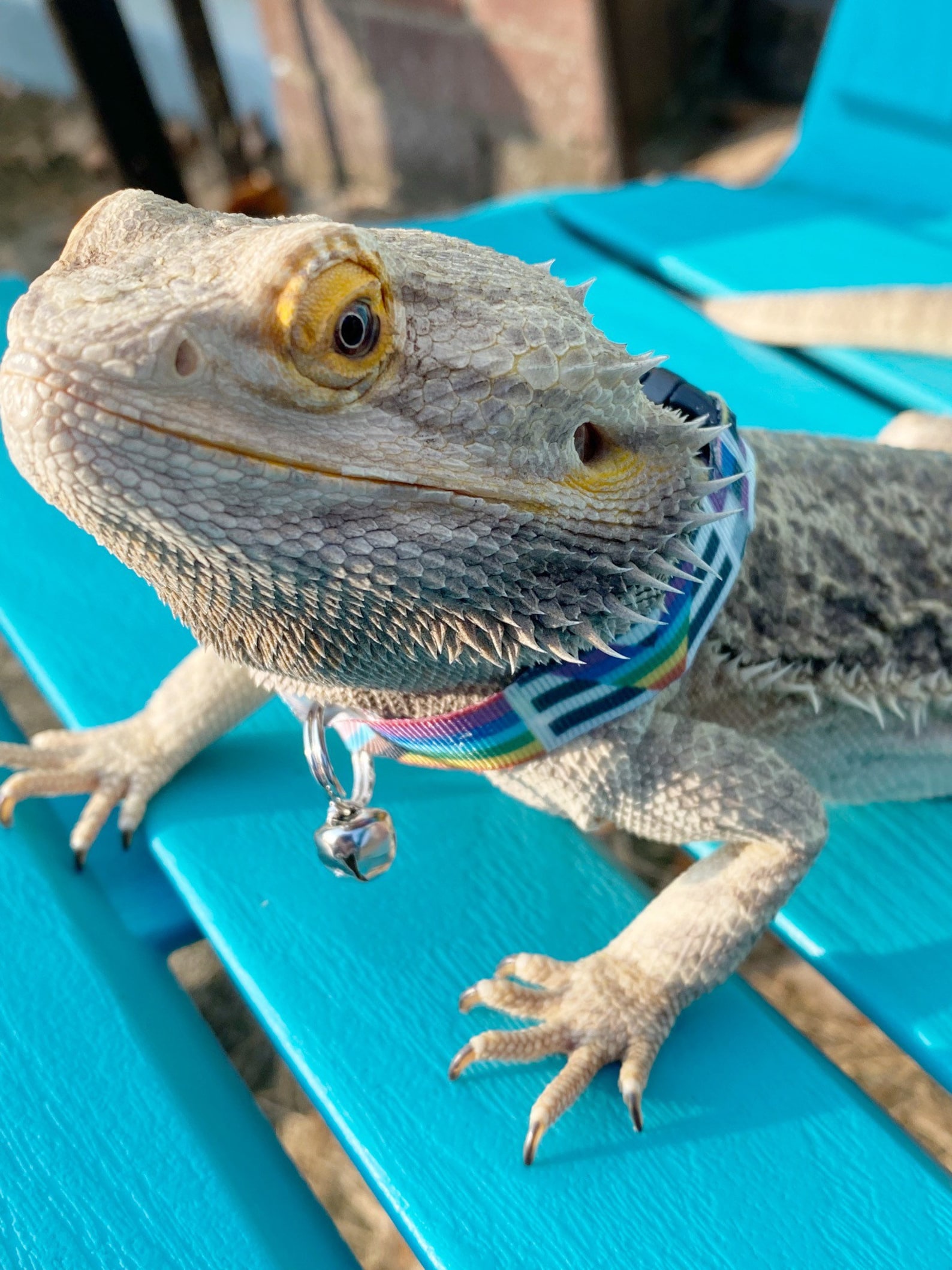 Small Animal Collar With Bell Lizard Collar Ferret Collar - Etsy