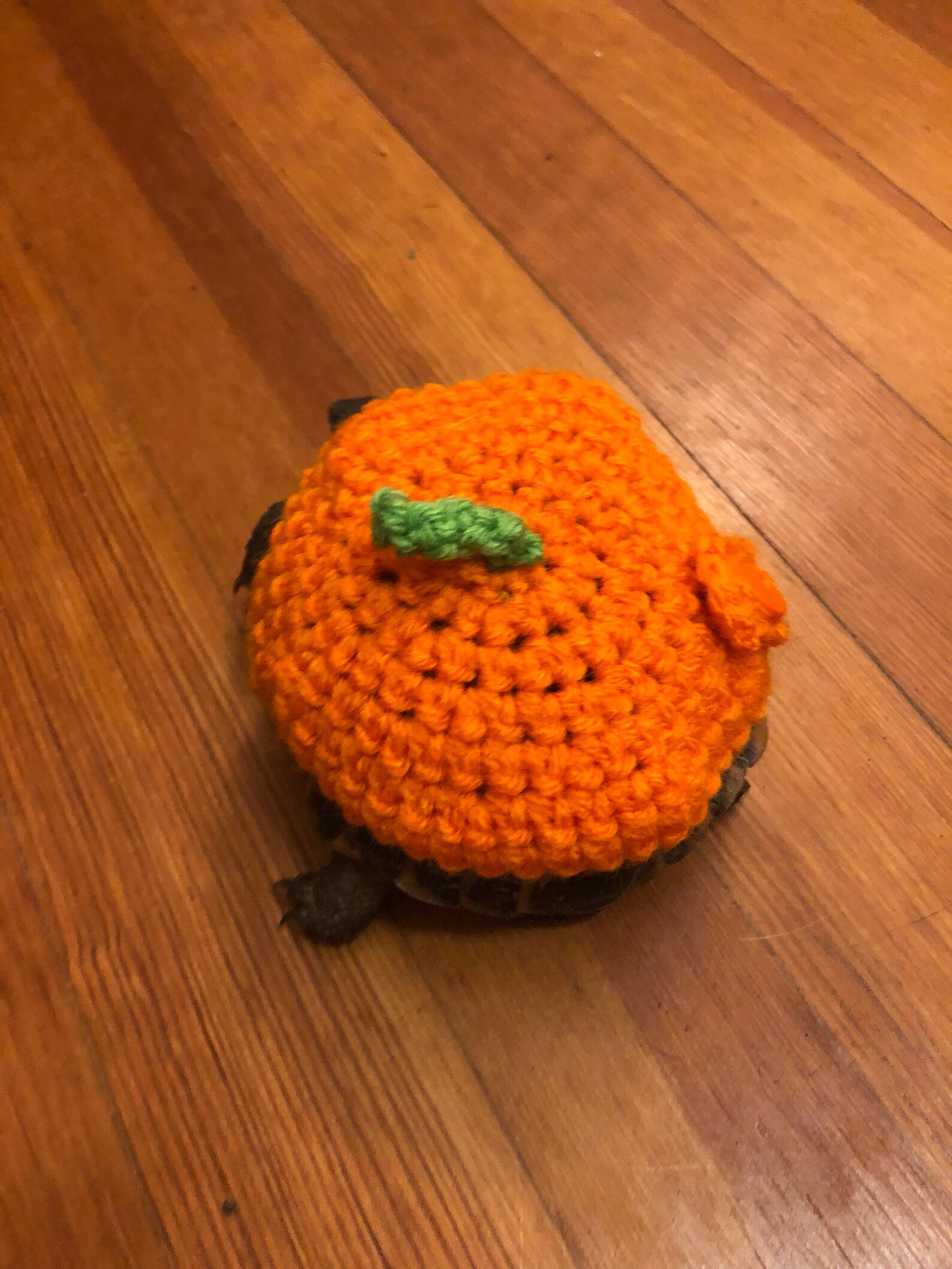 Pumpkin tortoise costume tortoise hat tortoise halloween | Etsy