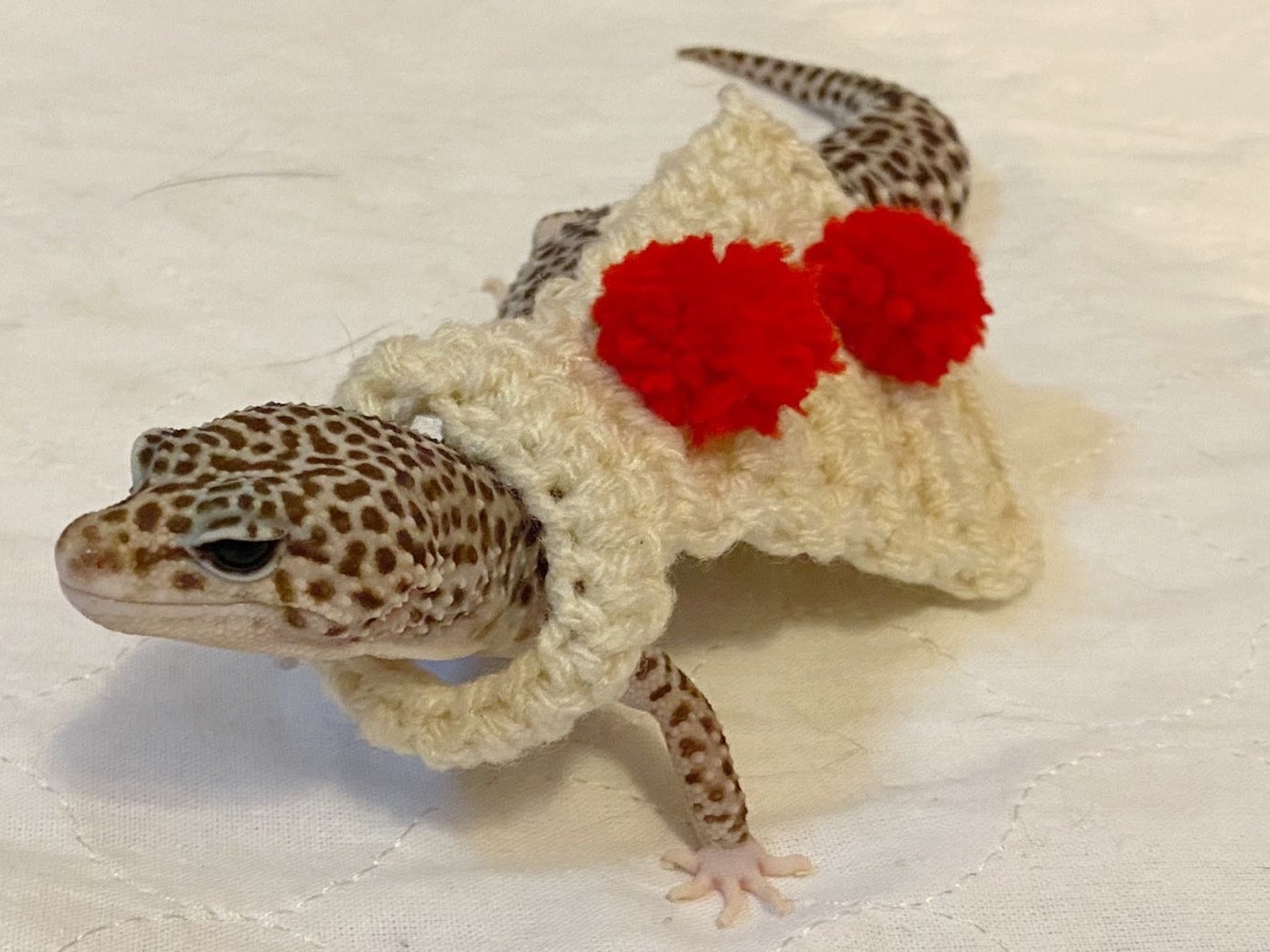 Pennywise Gecko Costume Gecko Cape Crocheted Pet Costume - Etsy