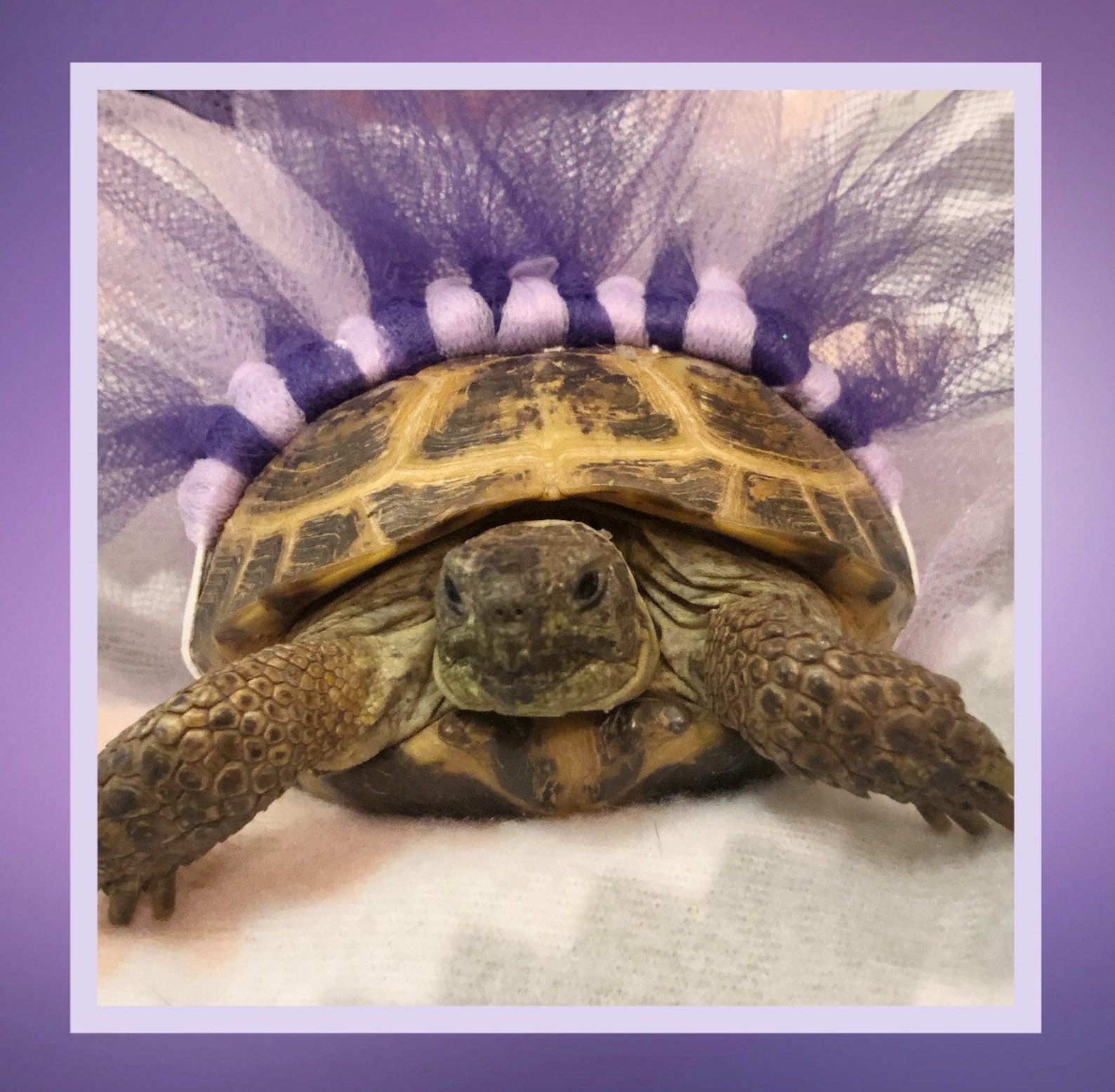 Tortoise Tutu | Small Animal Tutu | Tutu - Etsy