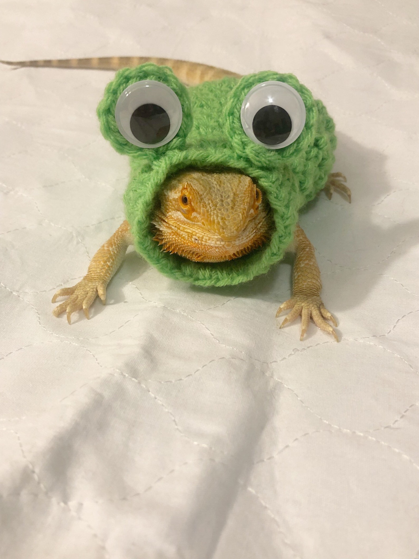 Crocheted Adult Frog Bearded Dragon Costume Bearded Dragon | Etsy Australia