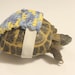 Custom Tortoise Diaper - Etsy