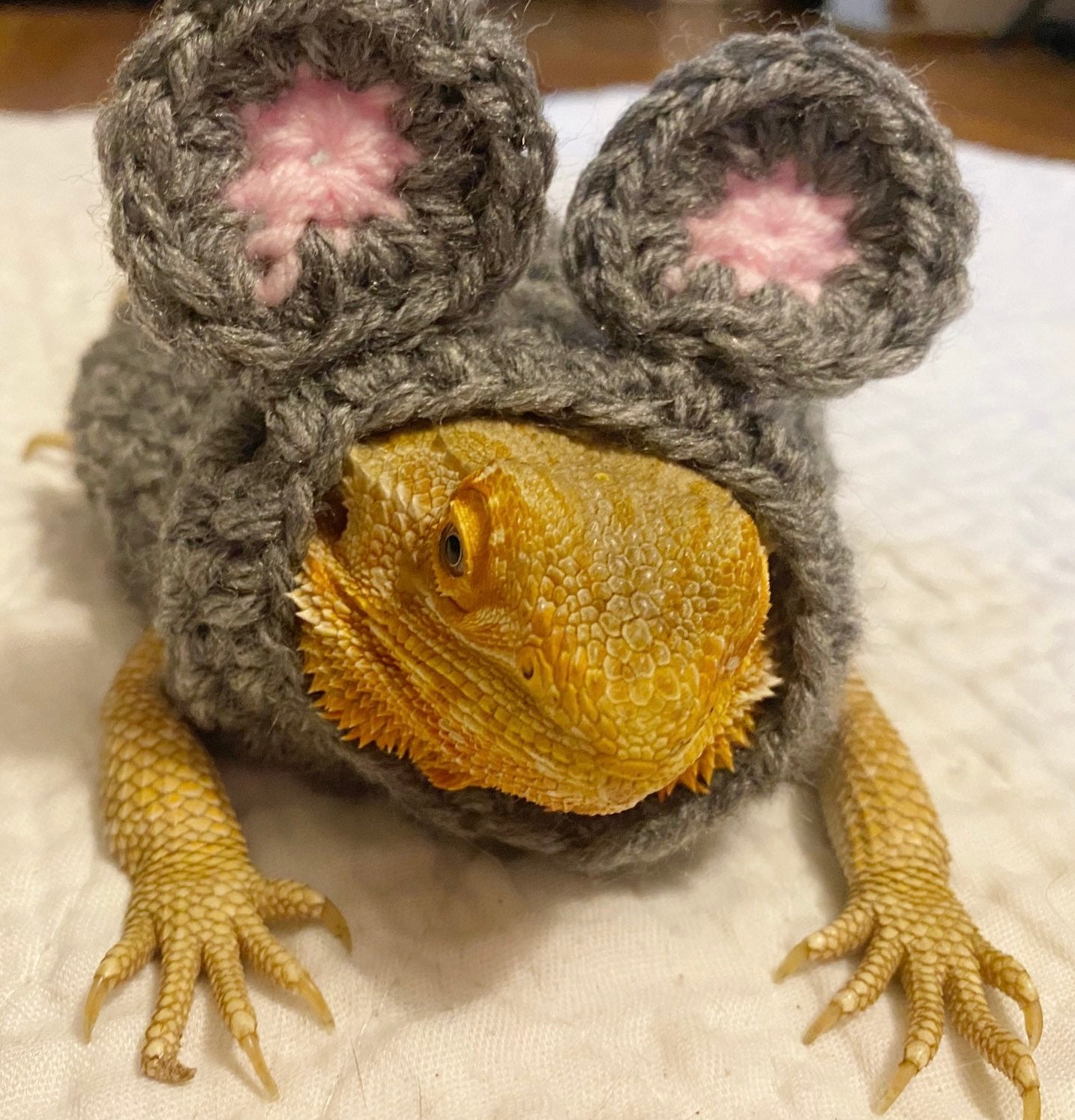 Cute Bearded Dragon Costumes
