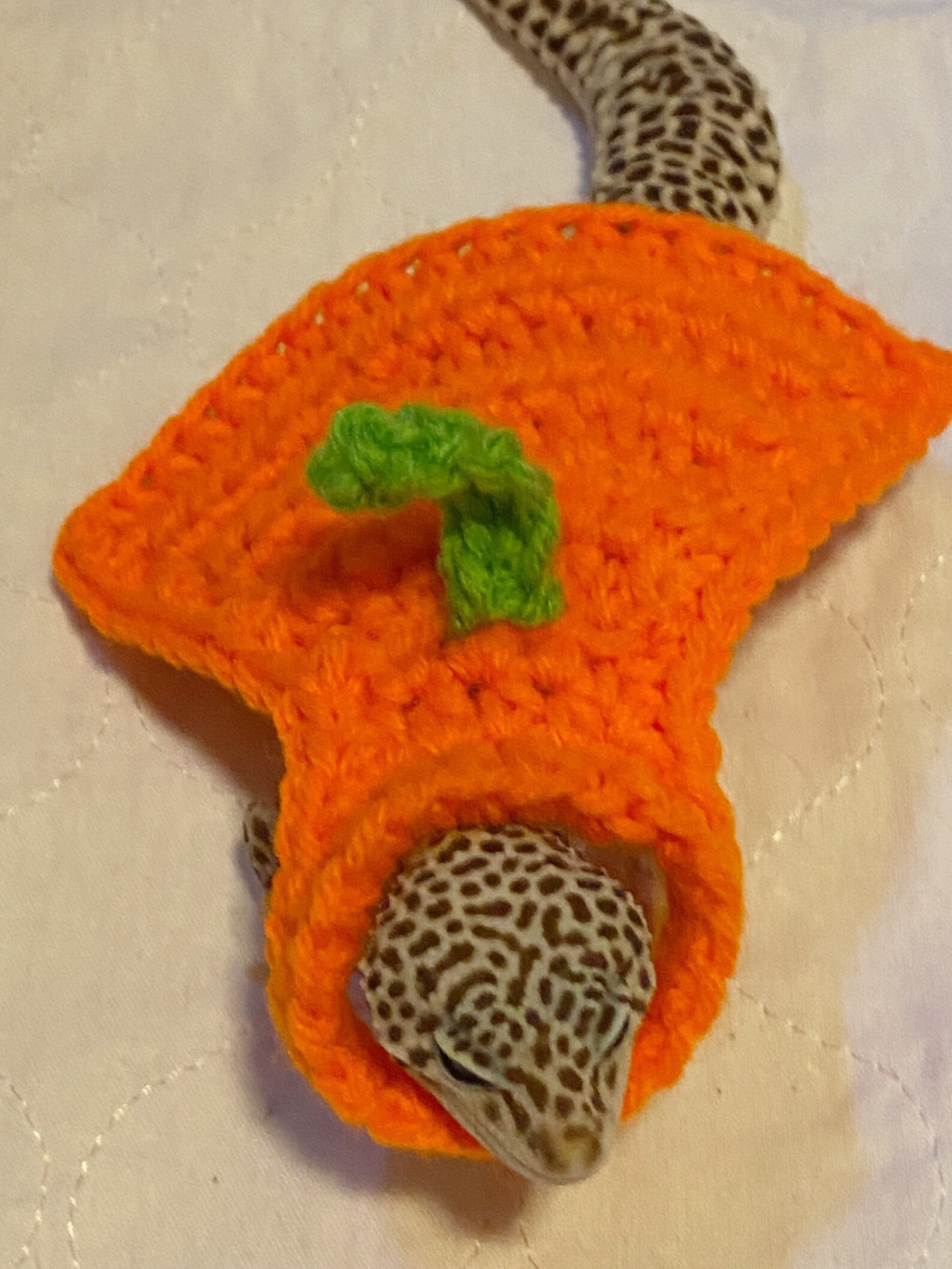 Pumpkin Gecko Costume | Gecko Cape | Crocheted | Pet Costume - Etsy