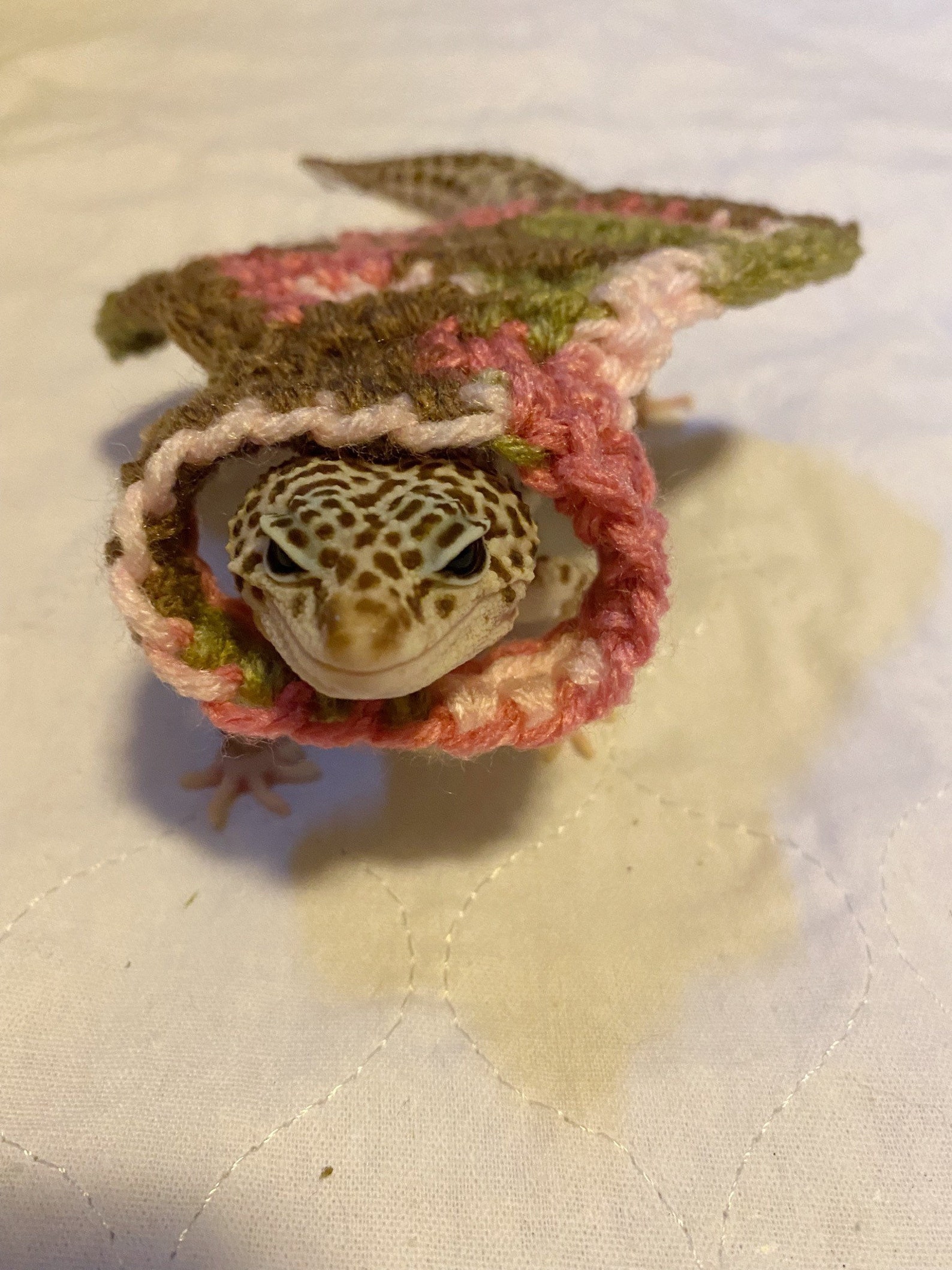 Pink Camo Gecko Costume Gecko Cape Crocheted Pet Costume | Etsy