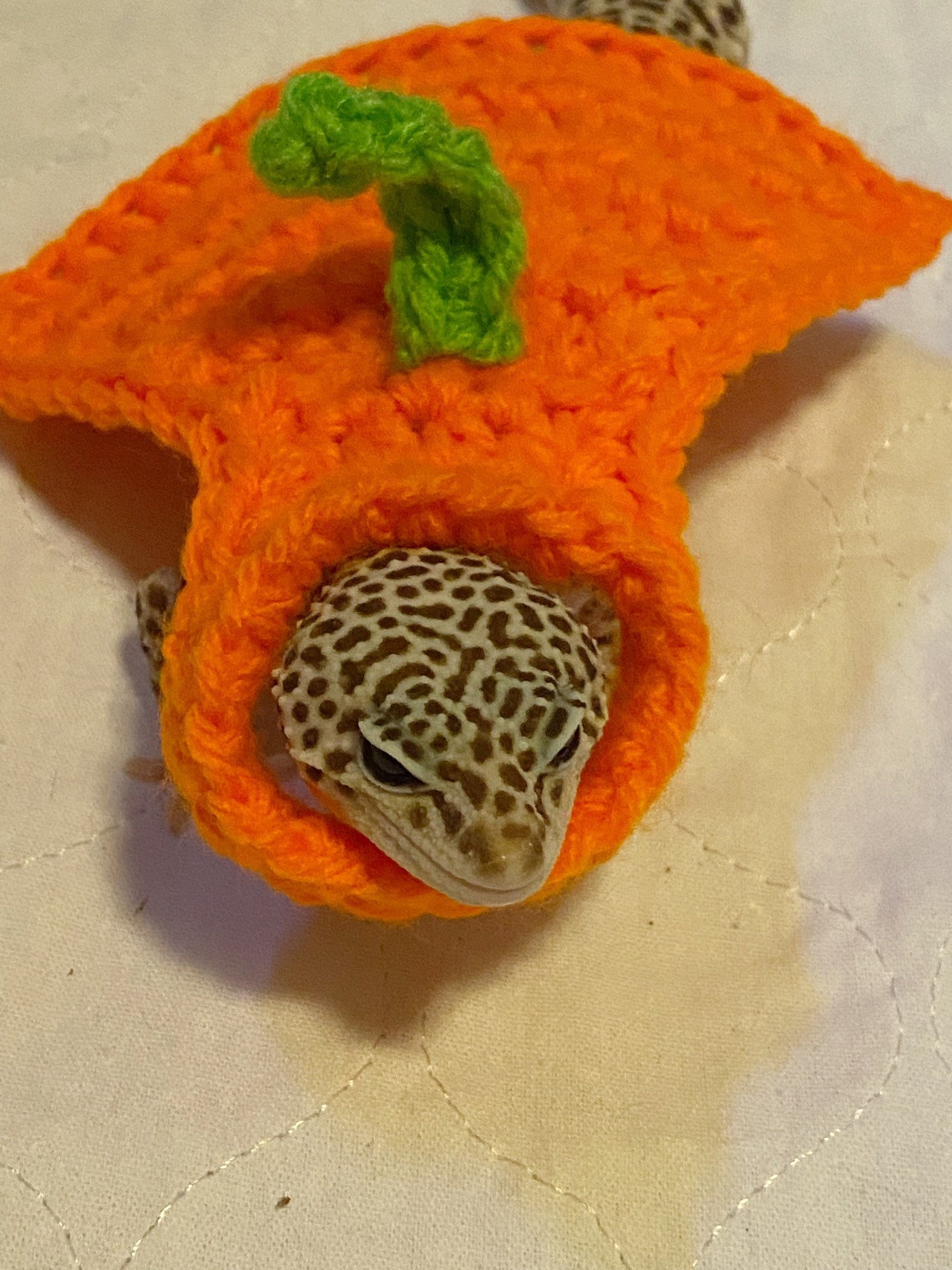 Pumpkin Gecko Costume | Gecko Cape | Crocheted | Pet Costume - Etsy
