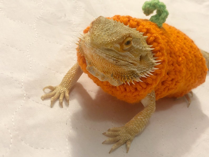 Crocheted Adult Pumpkin Bearded Dragon Costume | Bearded Dragon Costume ...