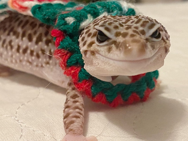 Christmas Gecko Costume Gecko Cape Crocheted Pet Costume - Etsy