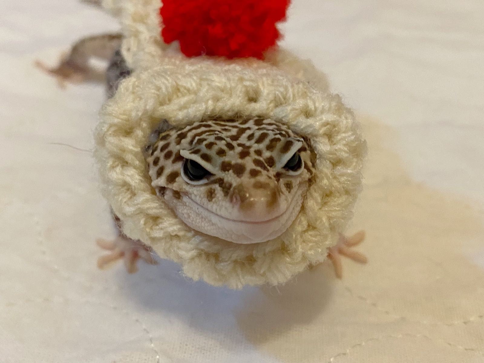 Pennywise Gecko Costume Gecko Cape Crocheted Pet Costume - Etsy