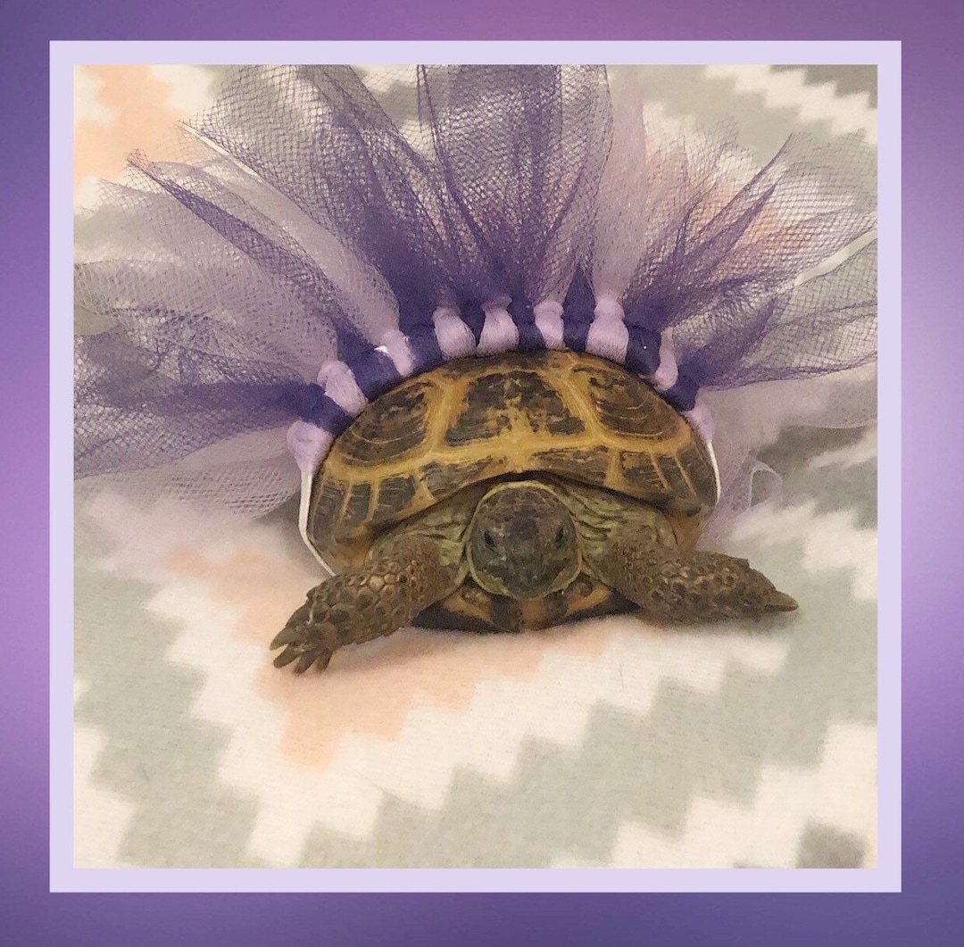 Tortoise Tutu | Small Animal Tutu | Tutu - Etsy