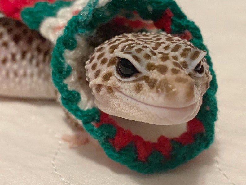 Christmas Gecko Costume | Gecko Cape | Crocheted | Pet Costume - Etsy
