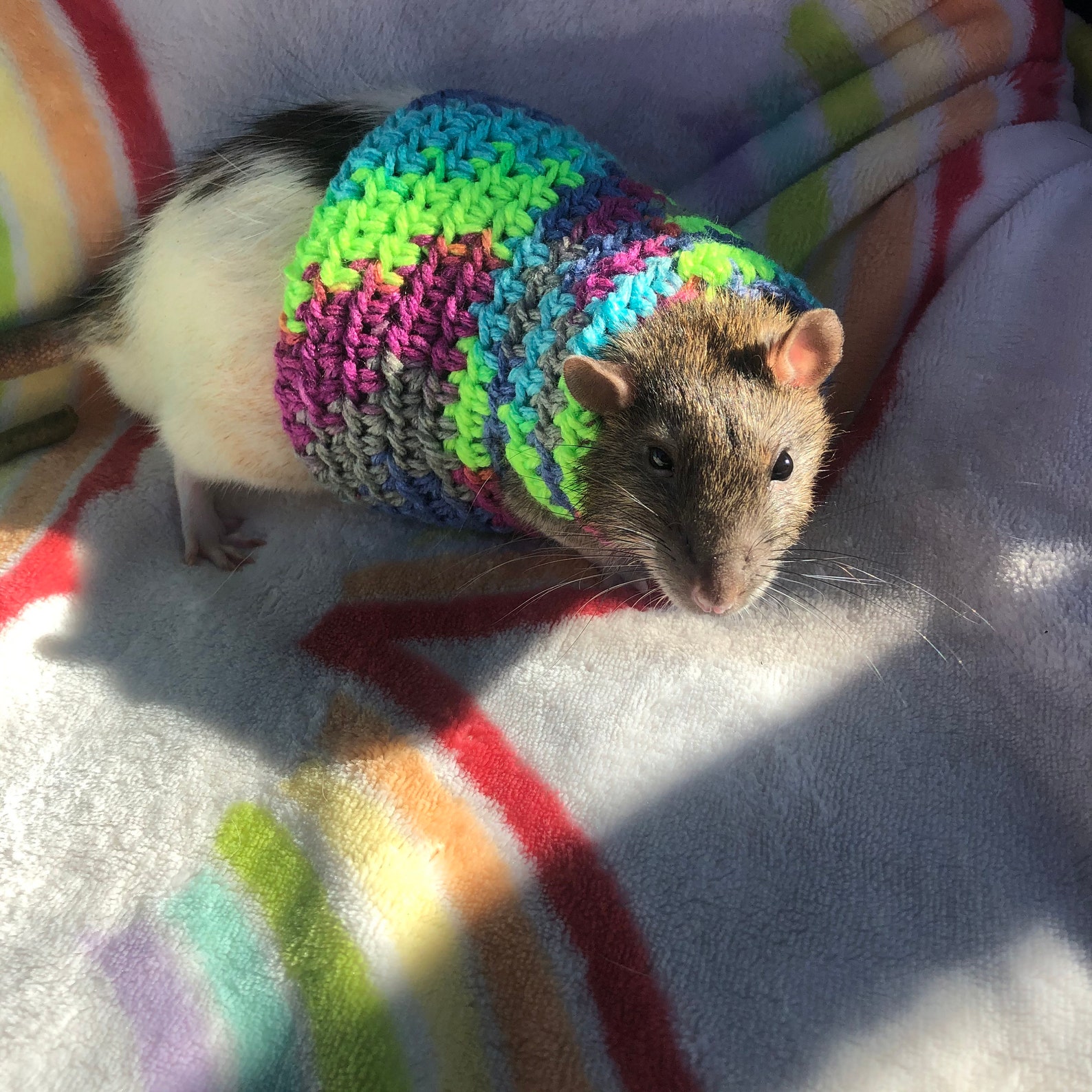 Crocheted Rat Sweater Rat Sweater Rat Clothing - Etsy