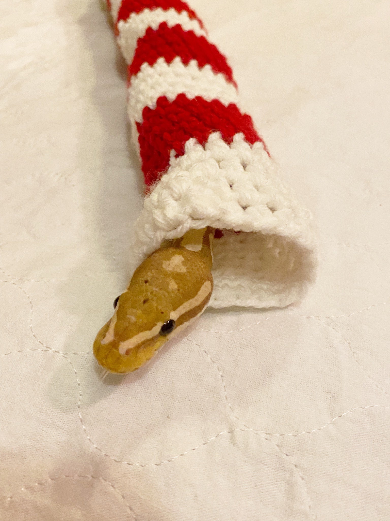 Candy Cane Snake Sweater Christmas Sweater Crocheted Snake | Etsy