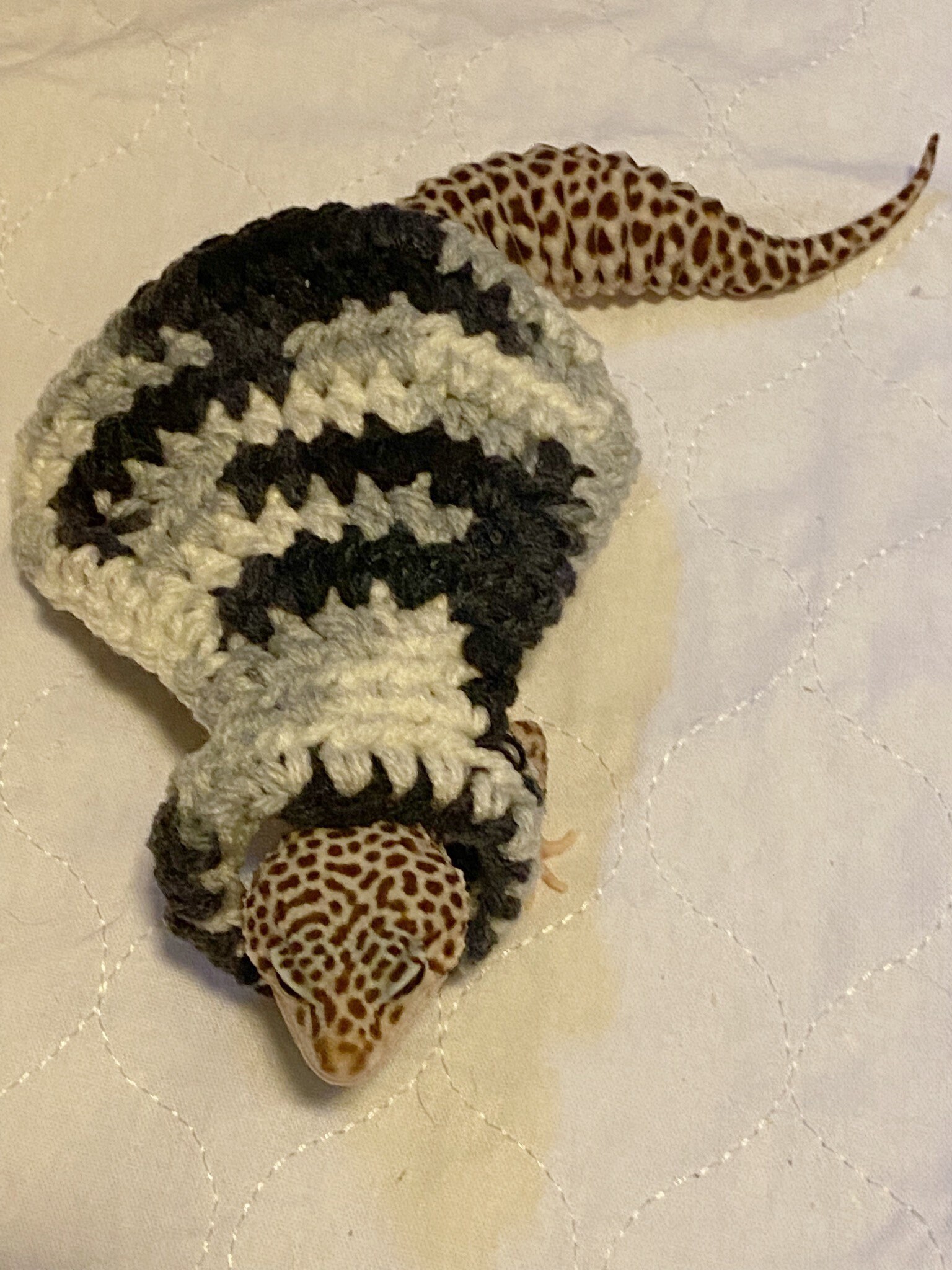 Zebra Gecko Costume Gecko Cape Crocheted Pet Costume - Etsy