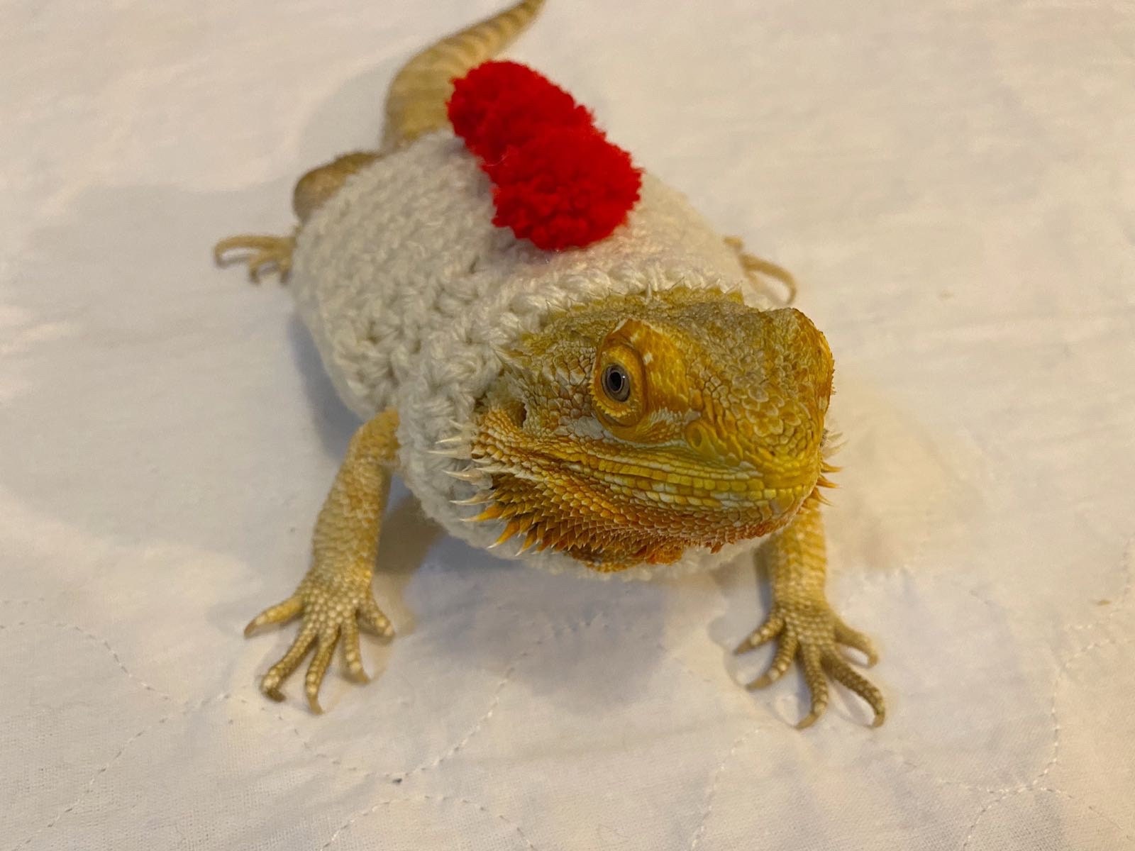 Crocheted Adult Pennywise Bearded Dragon Costume Bearded - Etsy