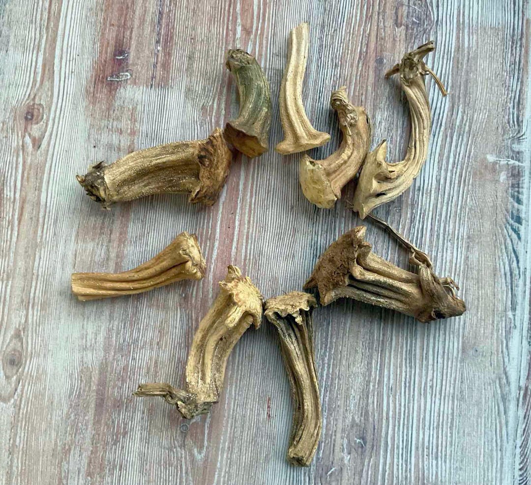 10 Dry Natural Pumpkin Stems. Halloween Crafts. Fall Harvest Crafts - Etsy