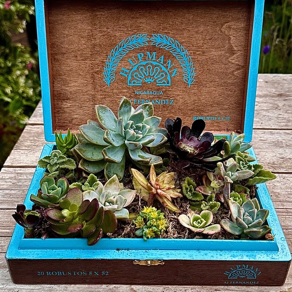 Succulent Box - Etsy