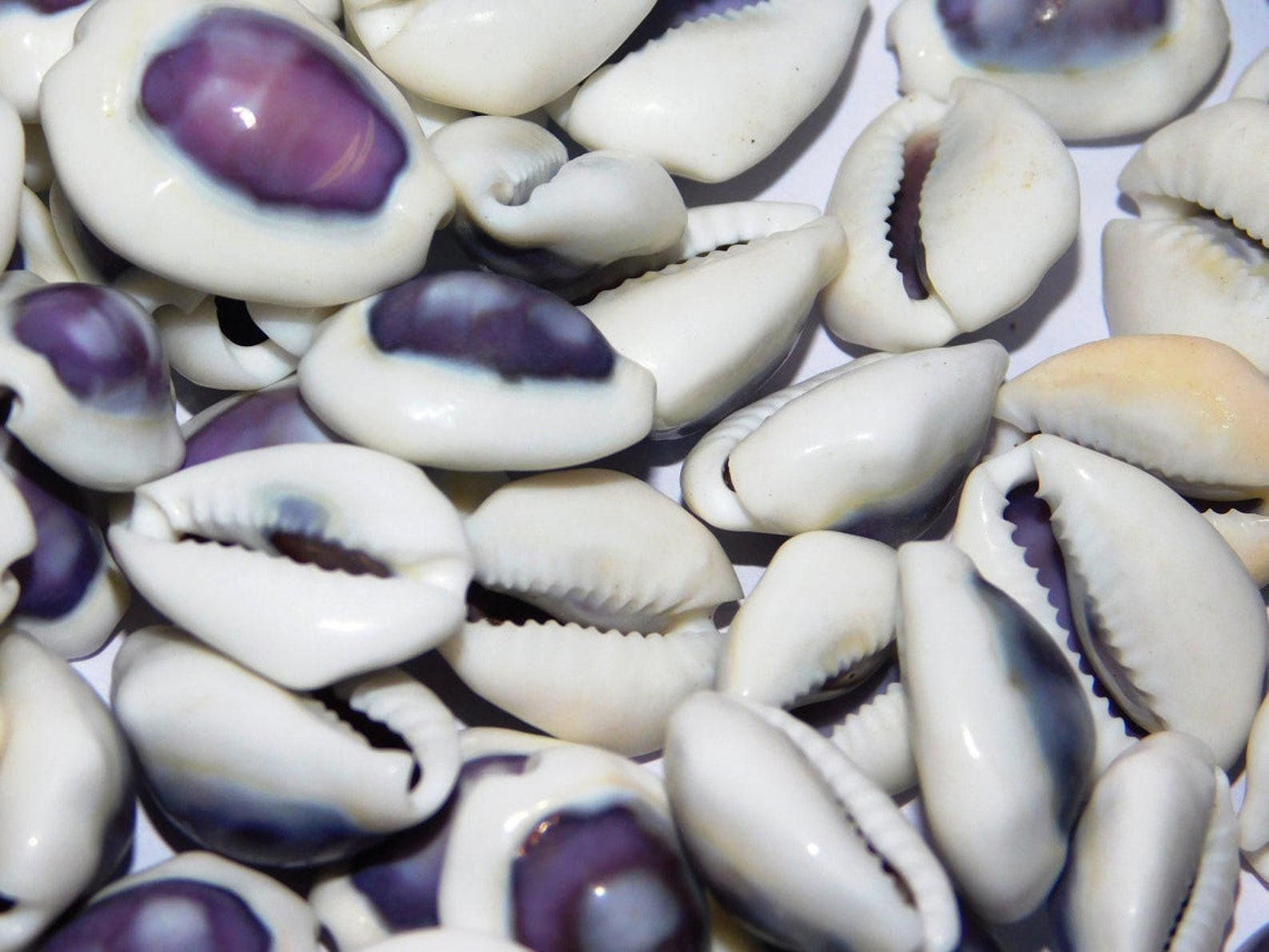 Natural Seashell Cowrie Shell for Beach Jewelry Rare Cowrie - Etsy