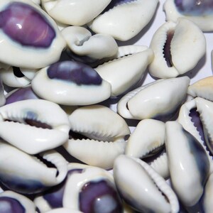 Natural Seashell, Cowrie Shell for Beach Jewelry, Rare Cowrie Shells ...