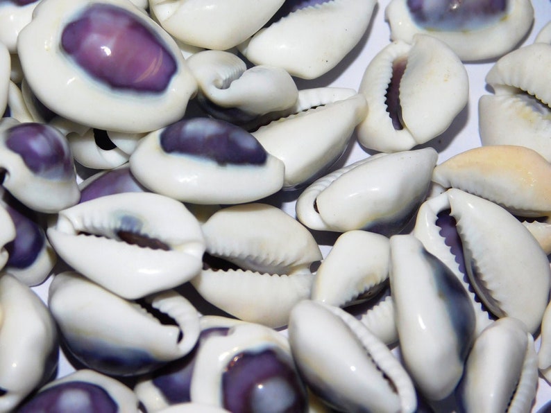 Natural Seashell Cowrie Shell for Beach Jewelry Rare Cowrie - Etsy