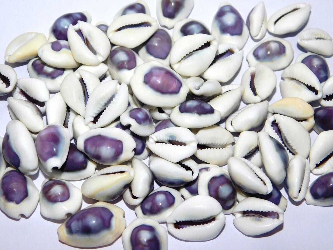 Natural Seashell Cowrie Shell for Beach Jewelry Rare Cowrie | Etsy