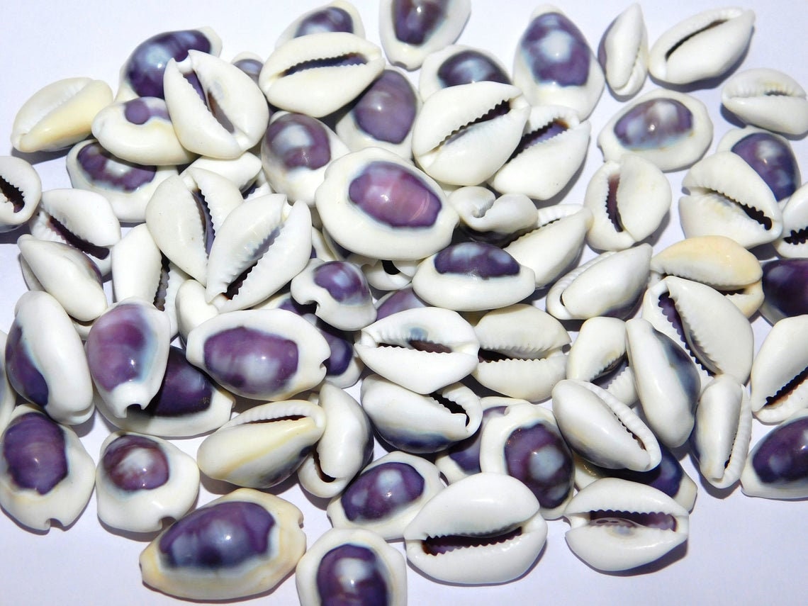 Natural Seashell Cowrie Shell for Beach Jewelry Rare Cowrie | Etsy