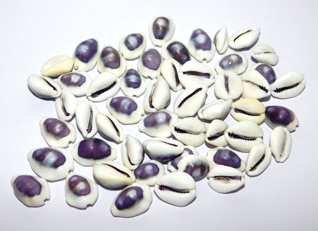Natural Seashell, Cowrie Shell for Beach Jewelry, Rare Cowrie Shells ...