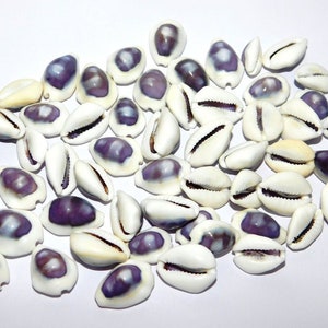 Natural Seashell, Cowrie Shell for Beach Jewelry, Rare Cowrie Shells ...
