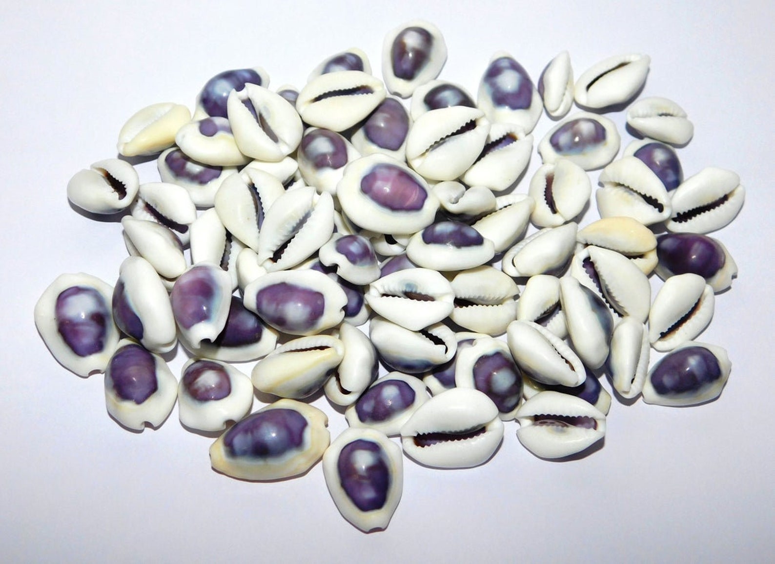 Natural Seashell Cowrie Shell for Beach Jewelry Rare Cowrie | Etsy