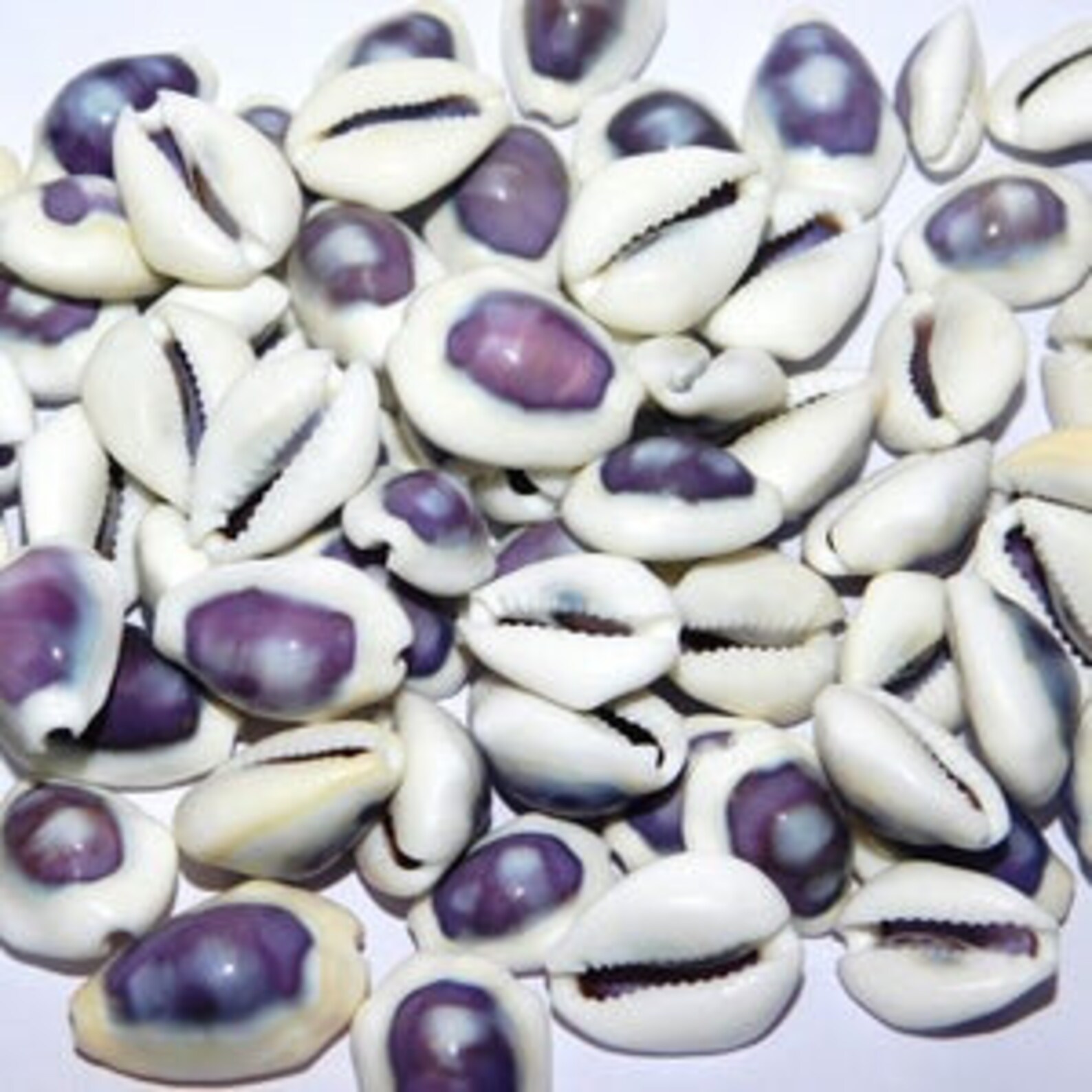 Natural Seashell Cowrie Shell for Beach Jewelry Rare Cowrie - Etsy UK