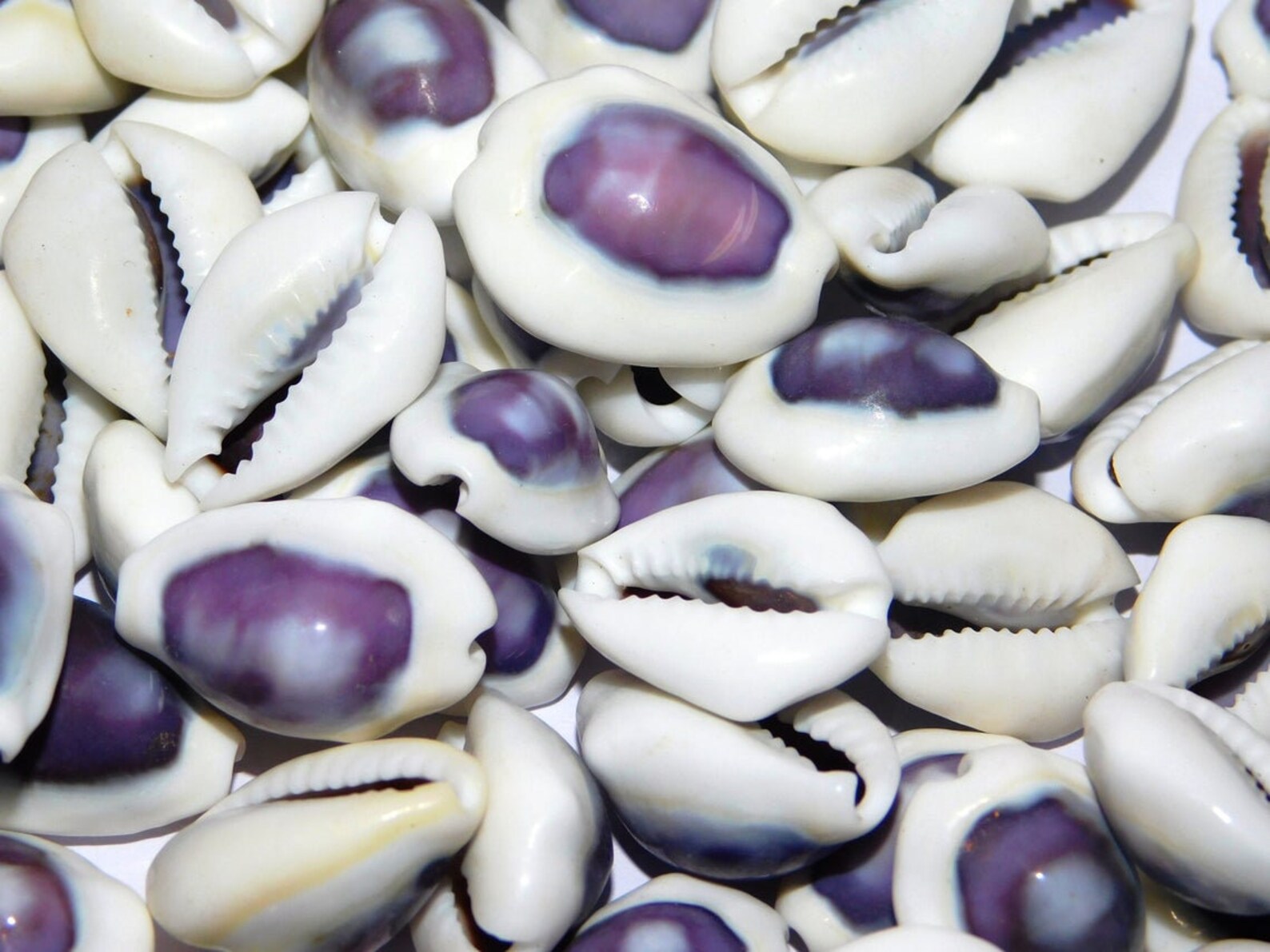 Natural Seashell Cowrie Shell for Beach Jewelry Rare Cowrie - Etsy