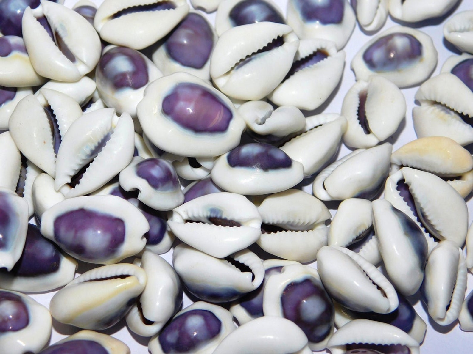 Natural Seashell Cowrie Shell for Beach Jewelry Rare Cowrie | Etsy