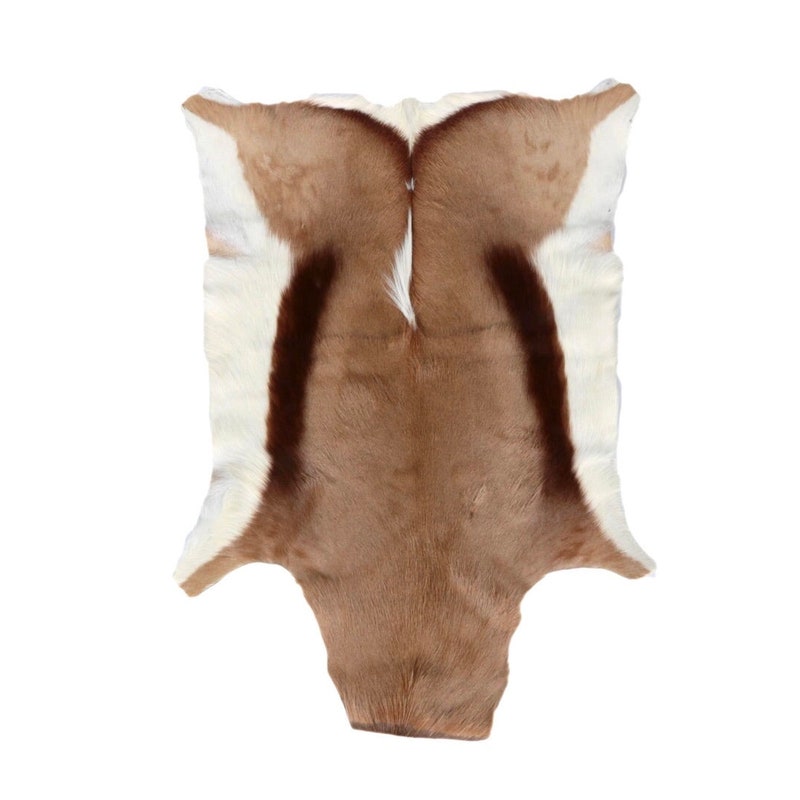 Springbok Hide - Etsy