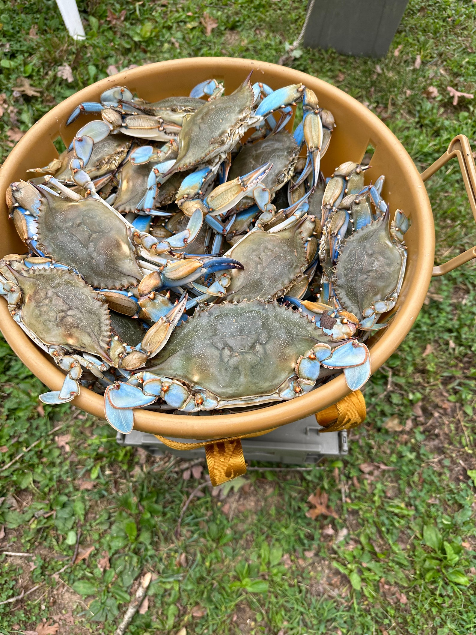 Crab Bully Exact Bushel Basket - Etsy